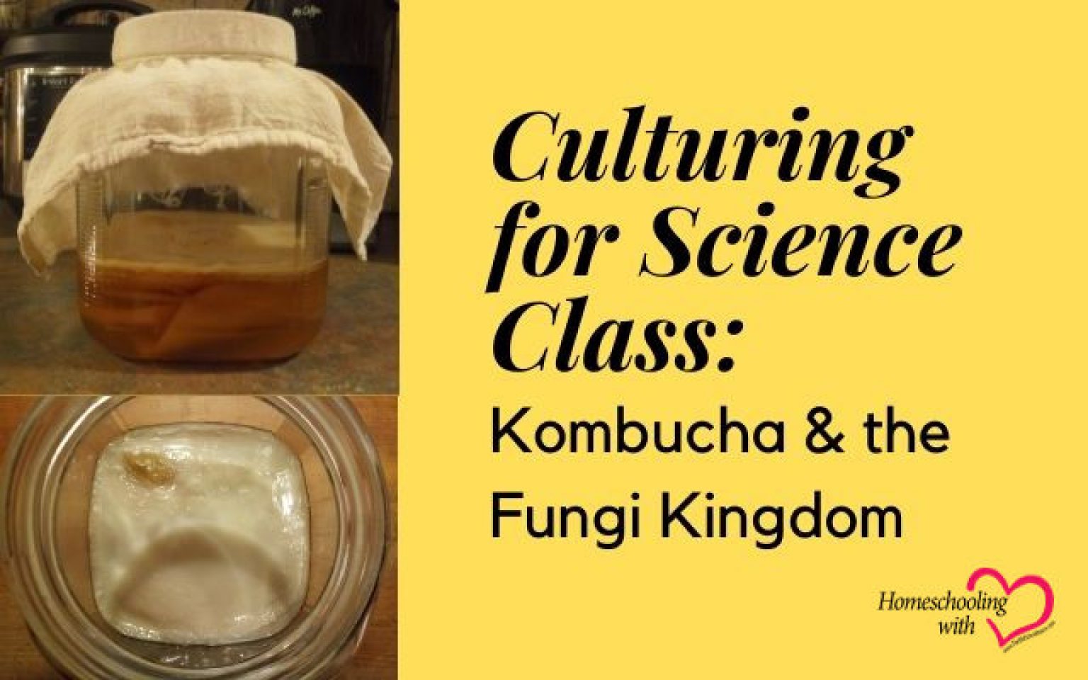 Culturing for Science Class: Kombucha & the Fungi Kingdom