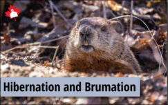 Brumation and Hibernation – Animal’s Way to Survive - The Old Schoolhouse®