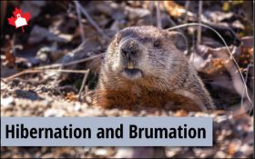 Brumation and Hibernation – Animal’s Way to Survive - The Old Schoolhouse®